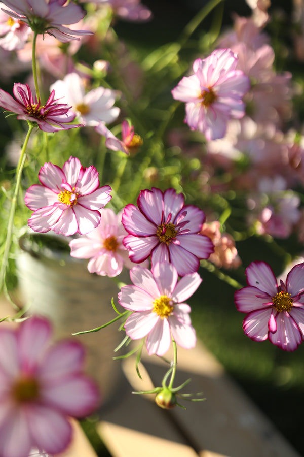 Cosmos Fizzy Rose Picotee - Whistling Prairie Flowers