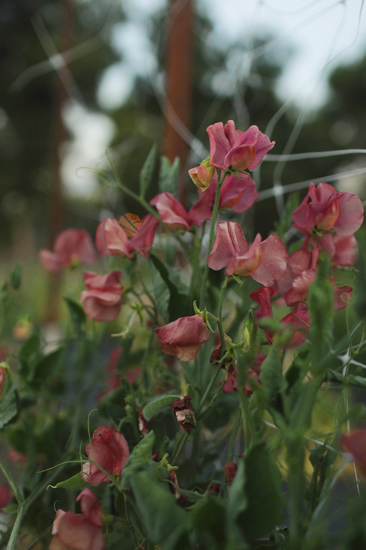 Sweet Pea Kings Ransom - Whistling Prairie Flowers