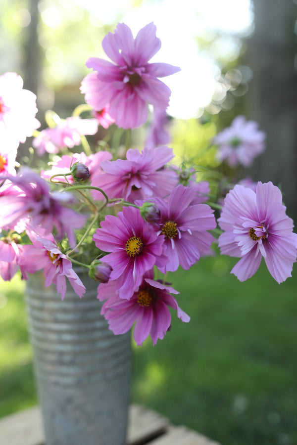 Cosmos Fizzy Pink Dark Centre - Whistling Prairie Flowers