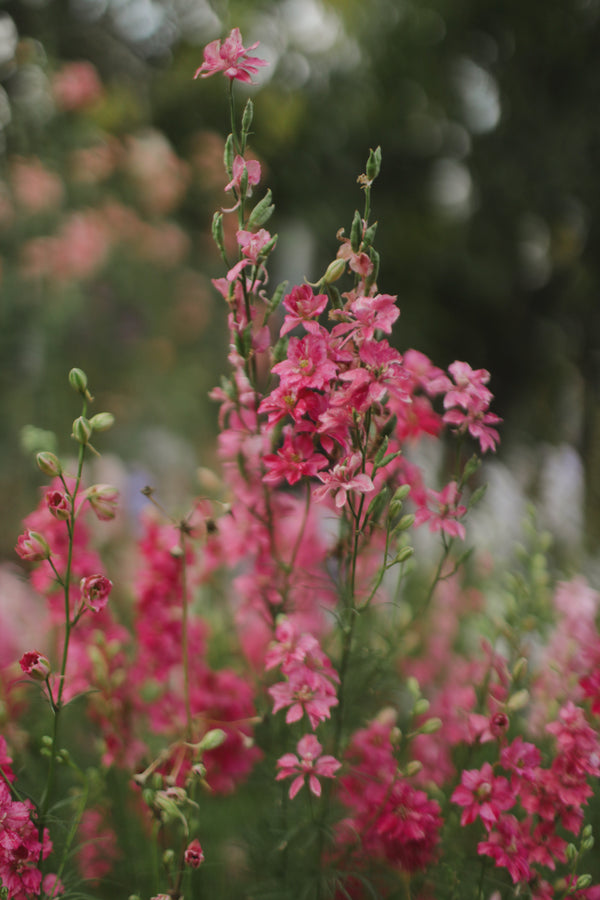 Larkspur Carmine Rose - Whistling Prairie Flowers
