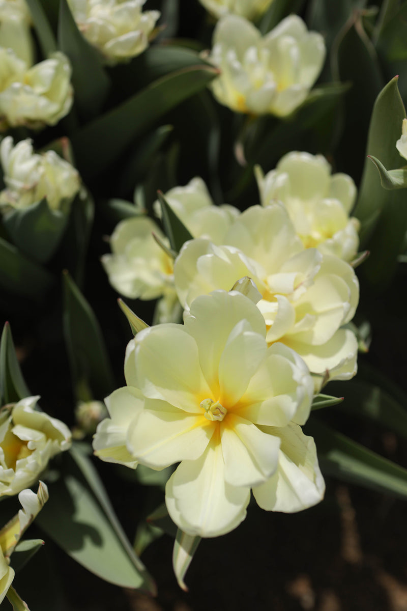 Tulip Exotic Emperor - Whistling Prairie Flowers