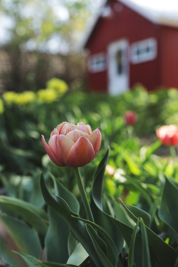 Tulip Copper Image - Whistling Prairie Flowers
