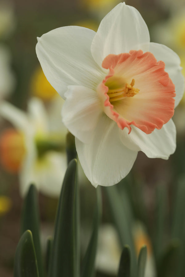 Narcissus Pink Charm - Whistling Prairie Flowers