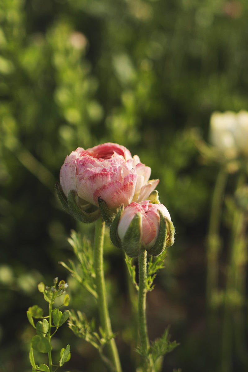 Ranunculus White Picotee - Whistling Prairie Flowers