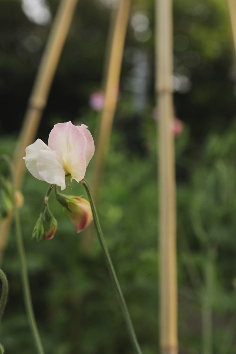 Sweet Pea Bix - Whistling Prairie Flowers