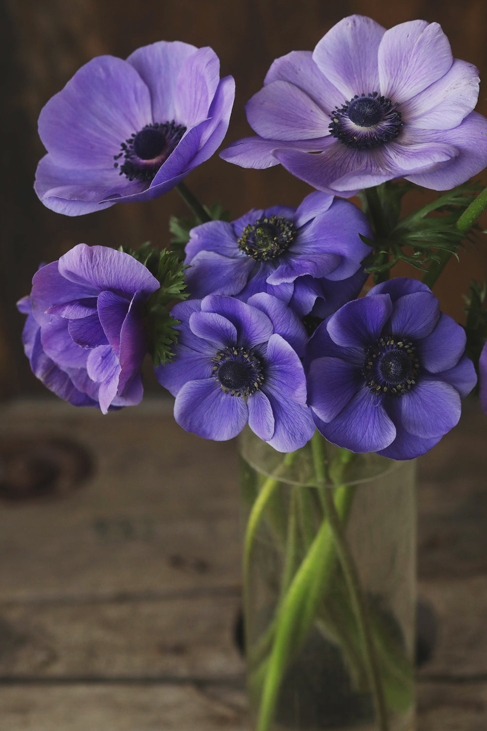 Seeds, Anemones & Ranunculus - Whistling Prairie Flowers