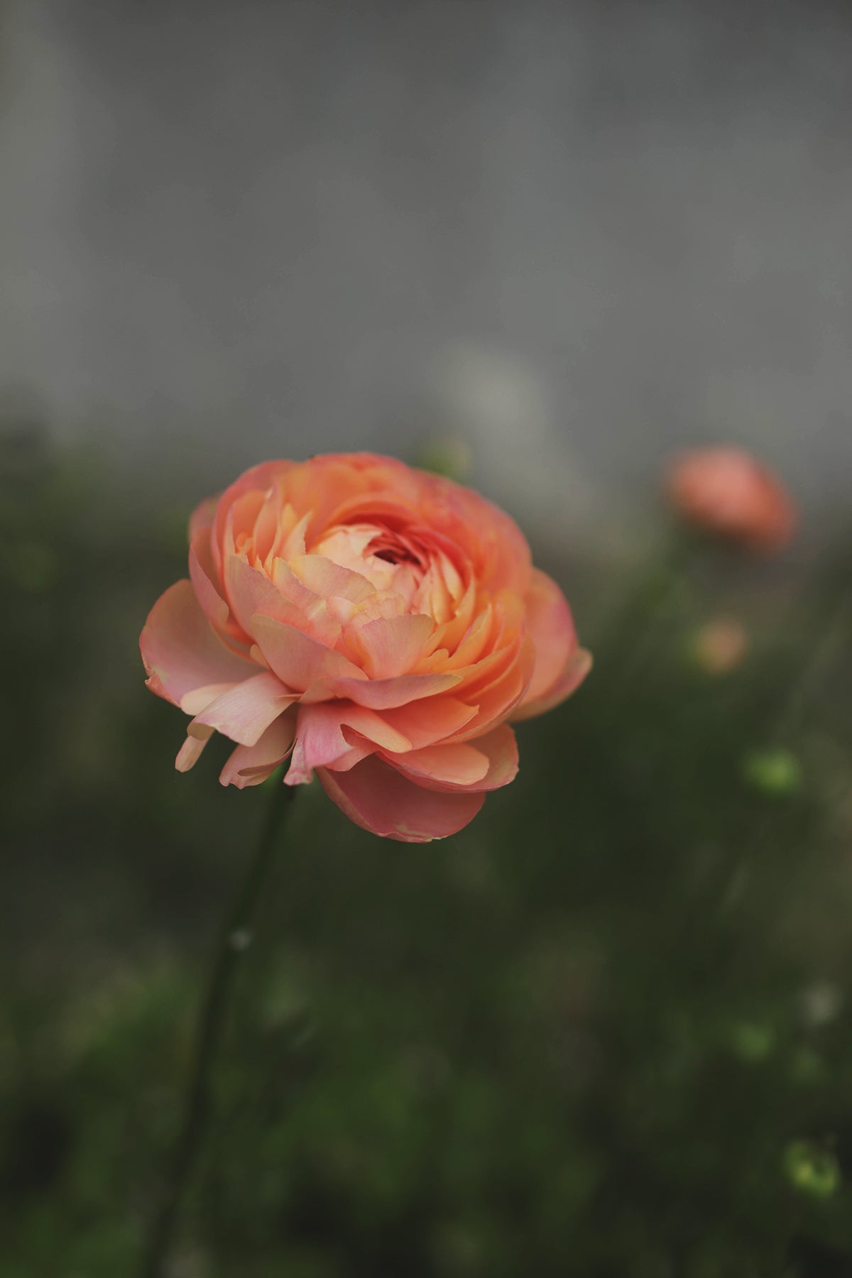 Ranunculus Salmon - Whistling Prairie Flowers