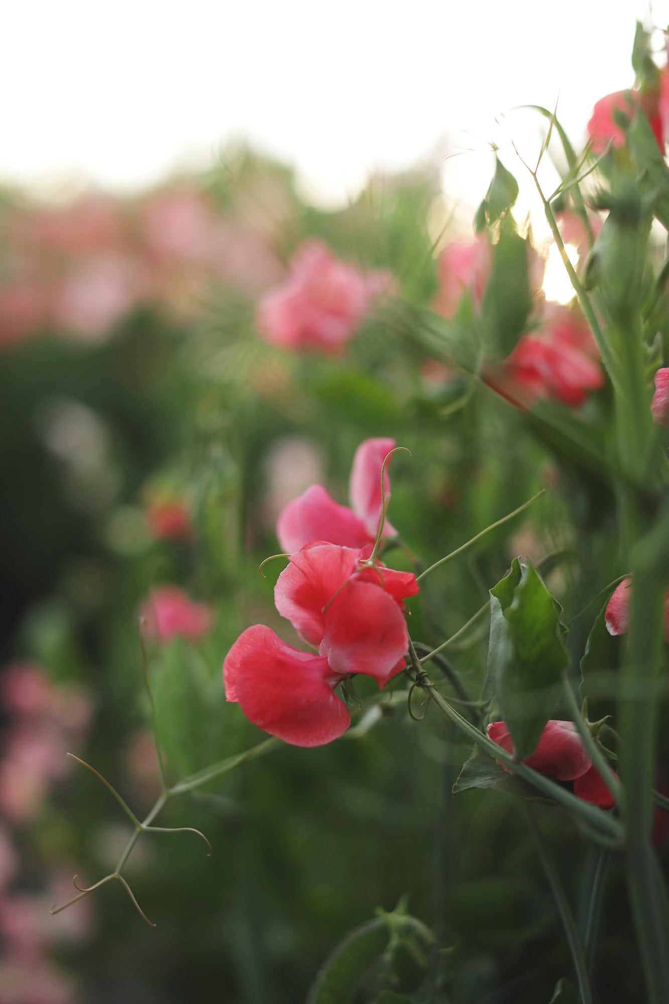 Sweet Pea Edith Flanagan - Whistling Prairie Flowers