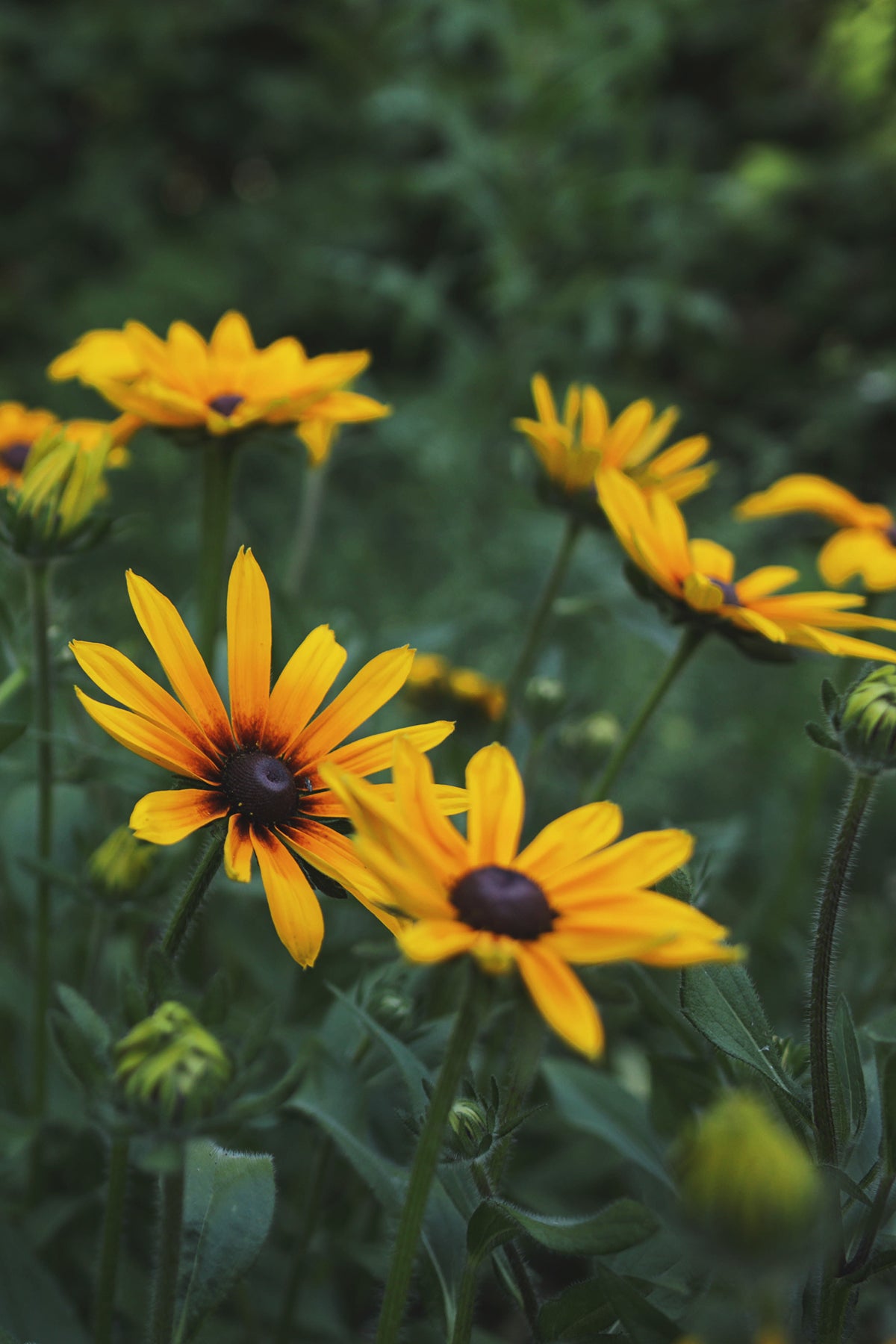Black Eyed Susan Indian Summer | Shop Whistling Prairie Flowers Canada