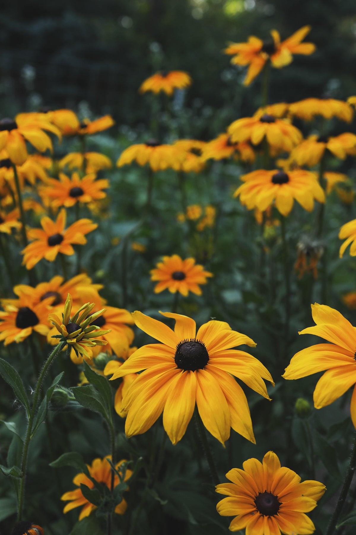 Black Eyed Susan Indian Summer | Shop Whistling Prairie Flowers Canada
