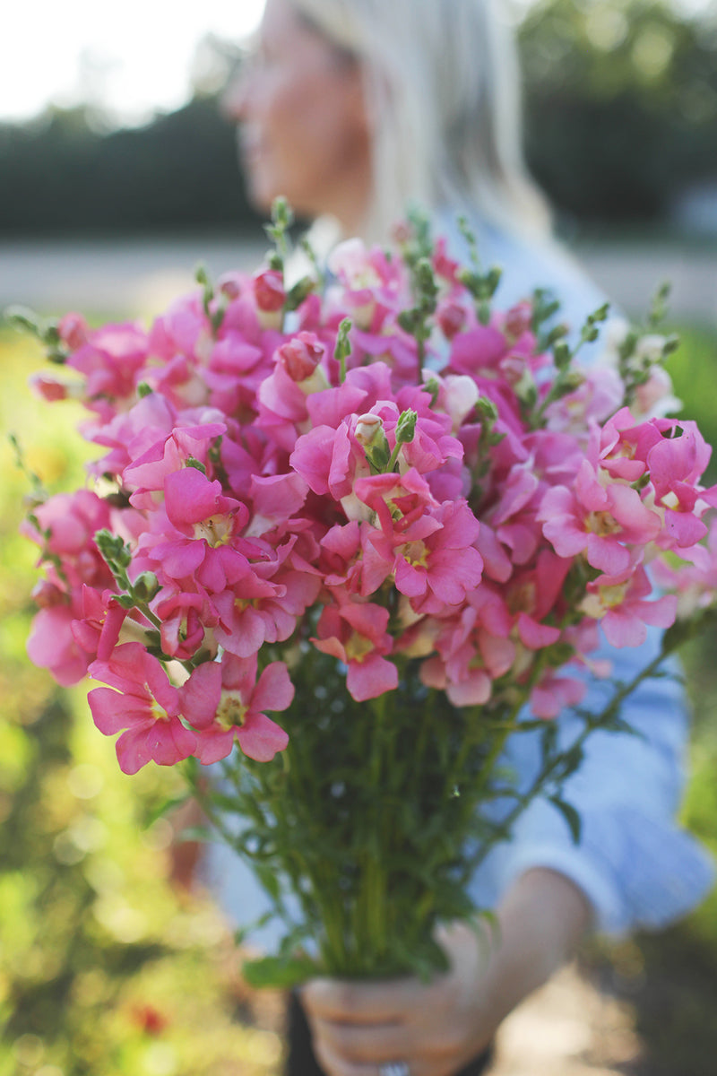 Snapdragon Chantilly Pink - Whistling Prairie Flowers