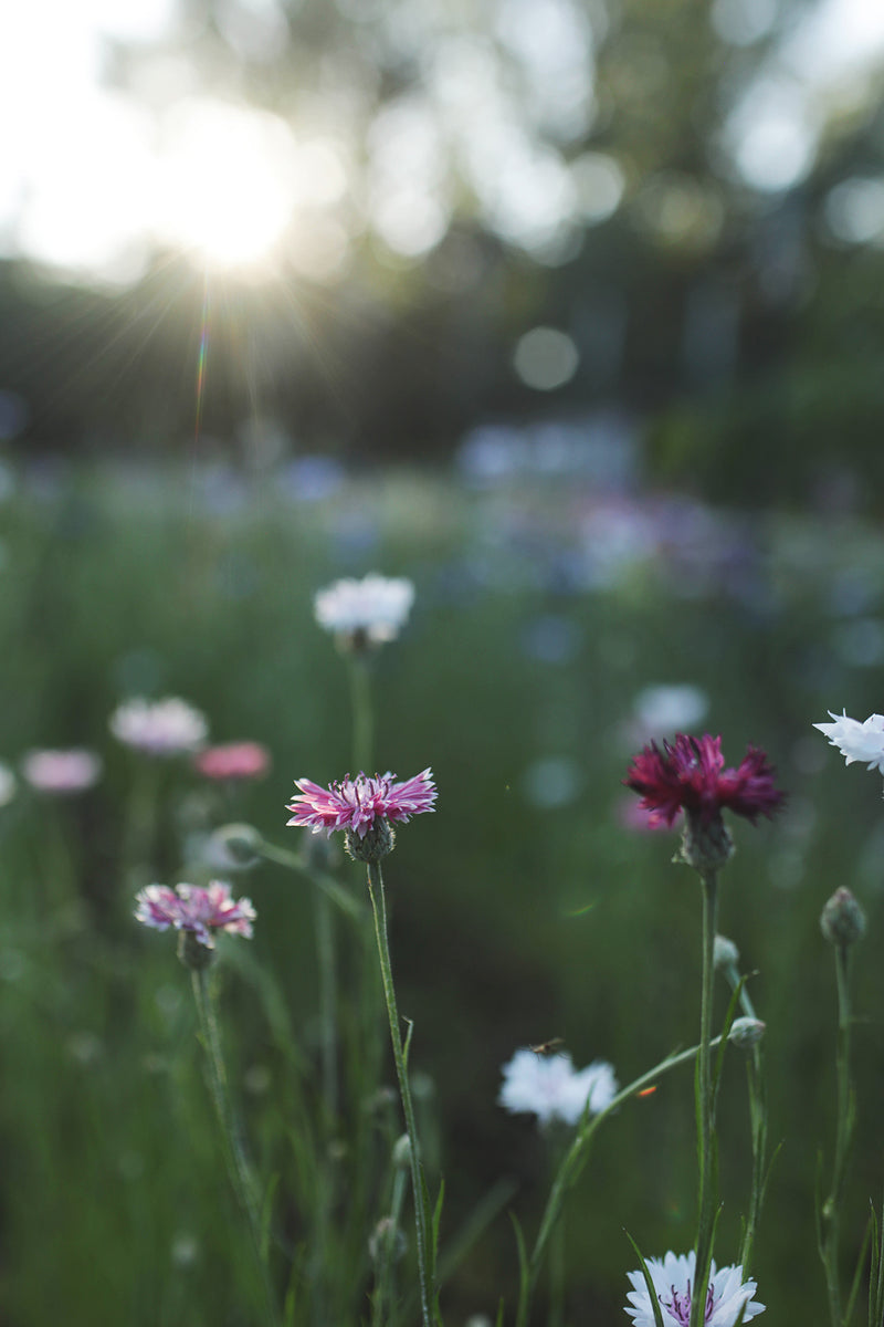 Seeds - Whistling Prairie Flowers