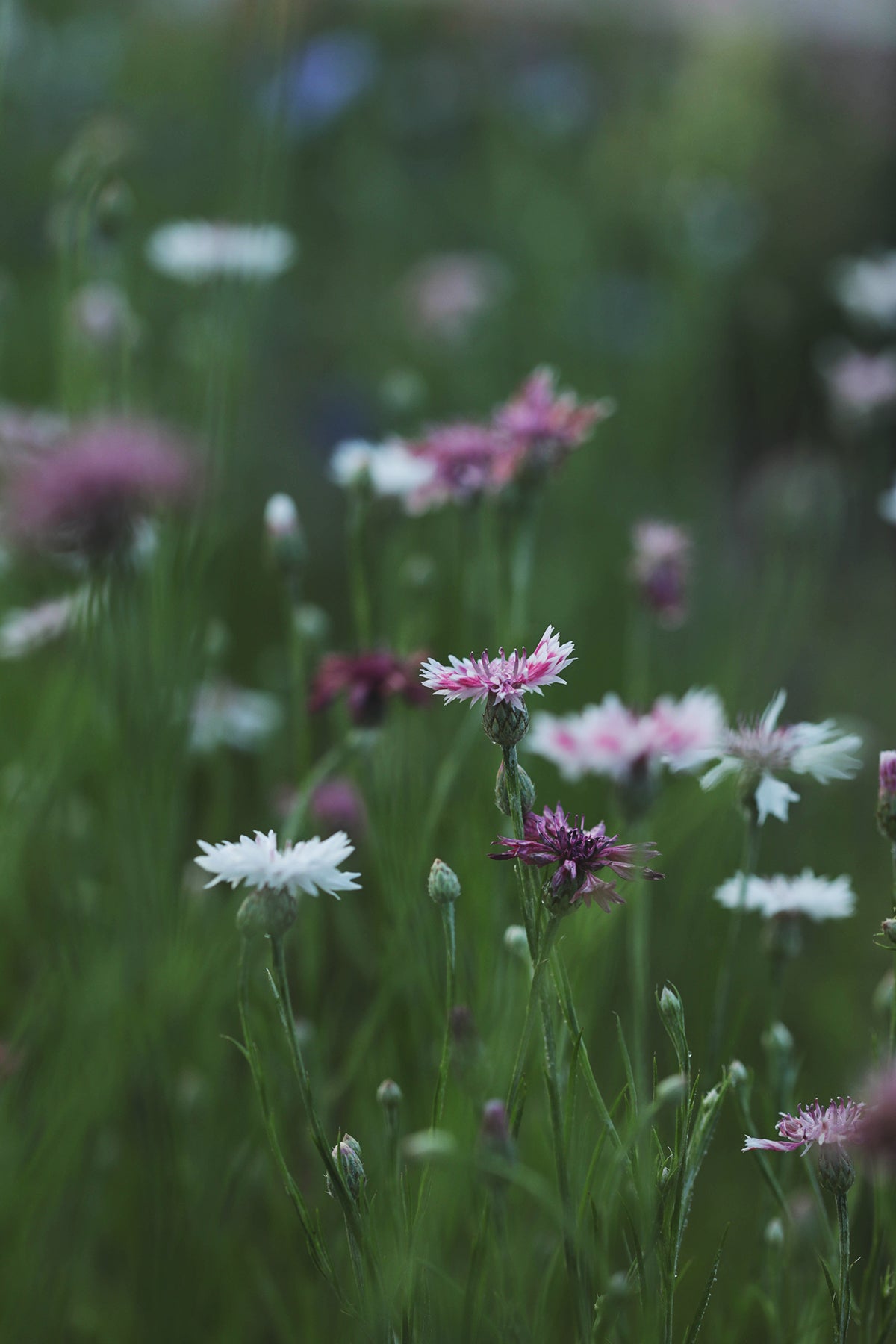 Seeds - Whistling Prairie Flowers
