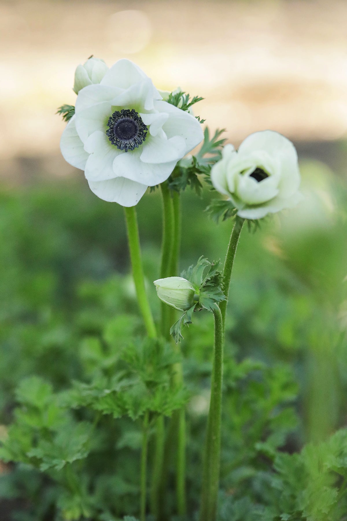 Seeds, Anemones & Ranunculus - Whistling Prairie Flowers