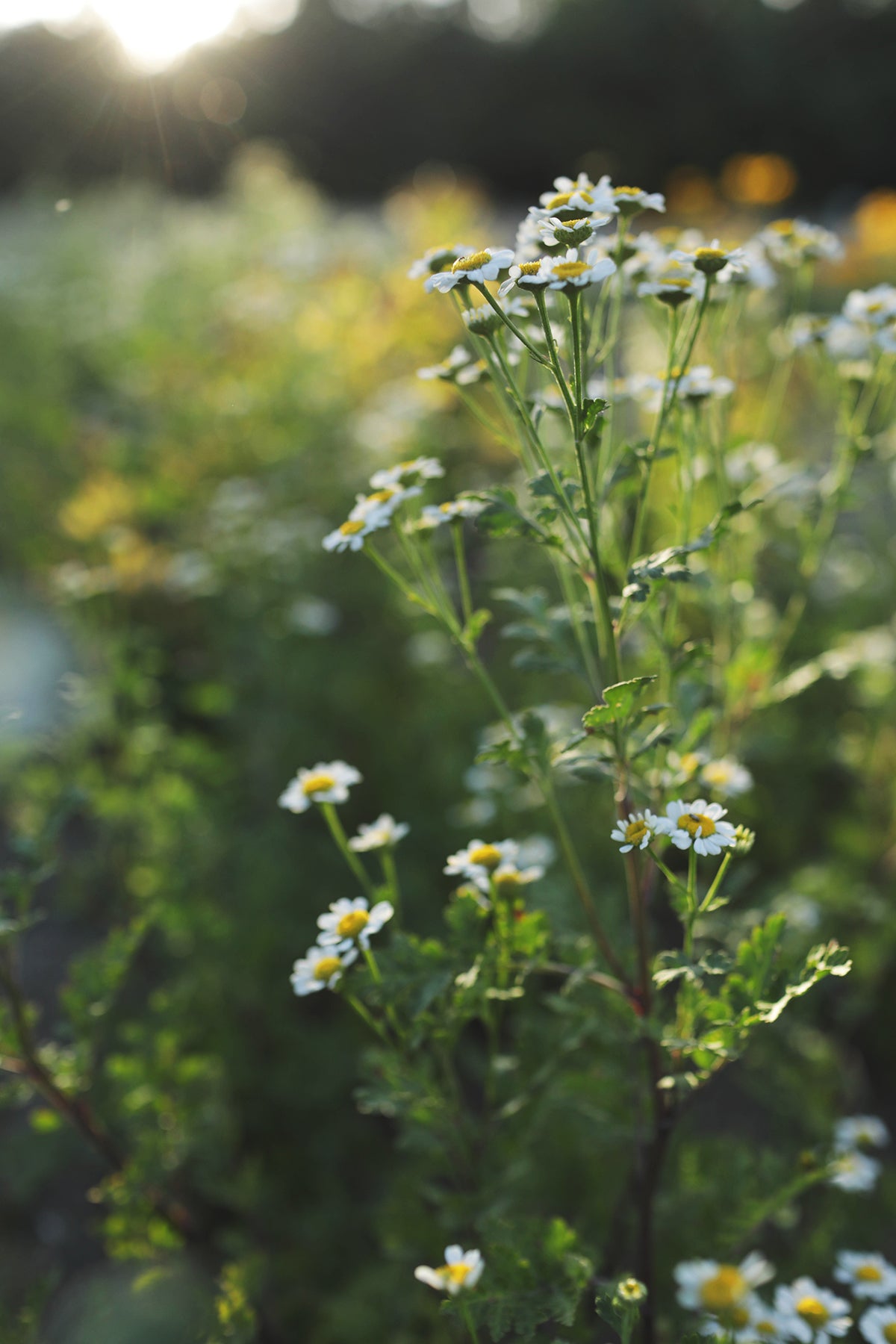Feverfew Vegmo Single - Whistling Prairie Flowers