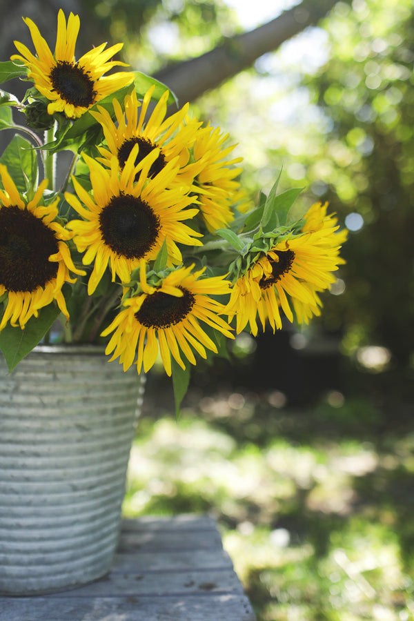 Sunflower Stella - Whistling Prairie Flowers