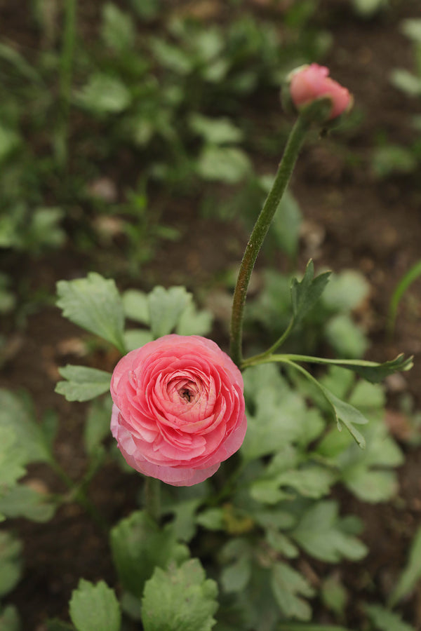 Ranunculus Rose - Whistling Prairie Flowers