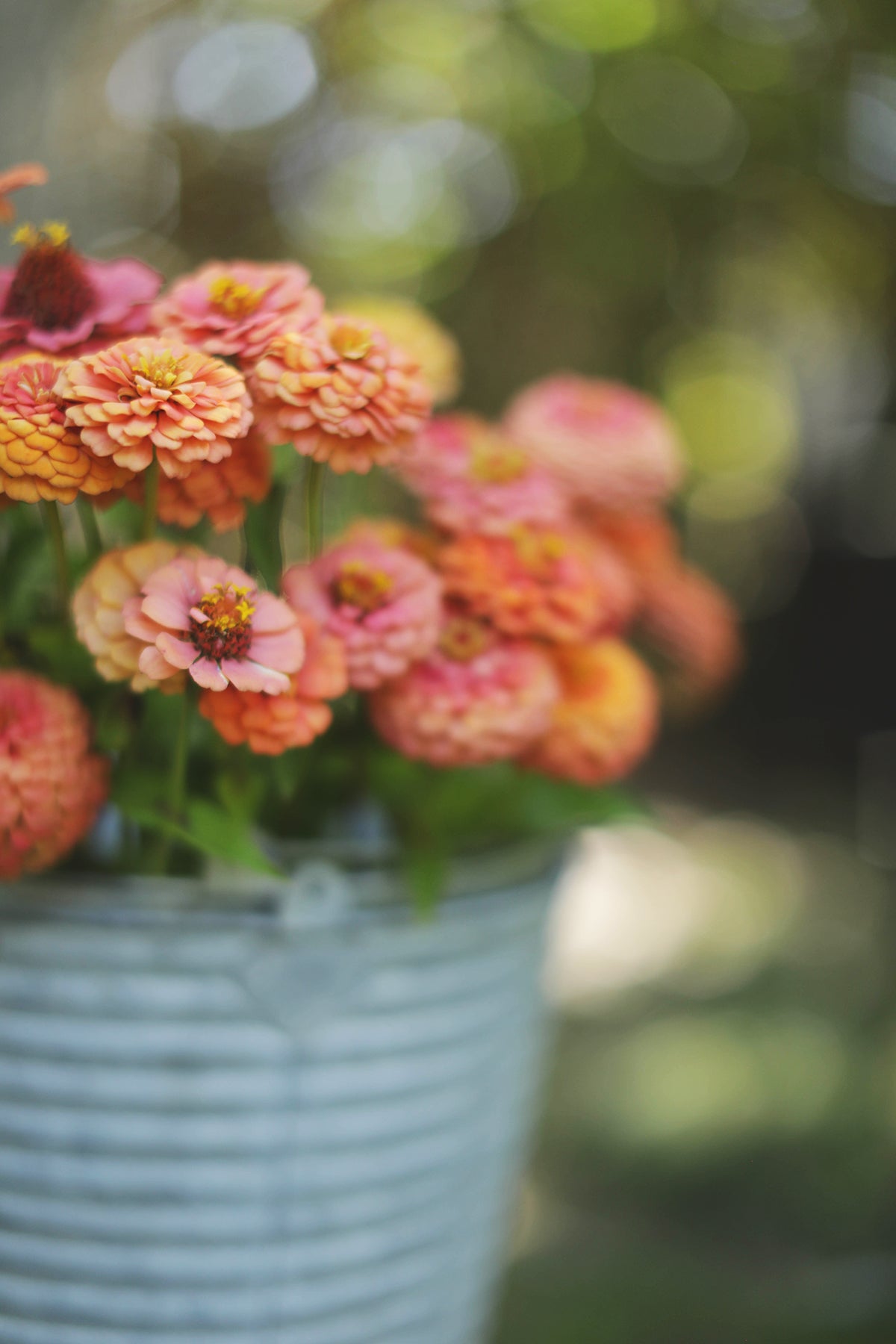 Canadian Flower Farm Whistling Prairie Flowers