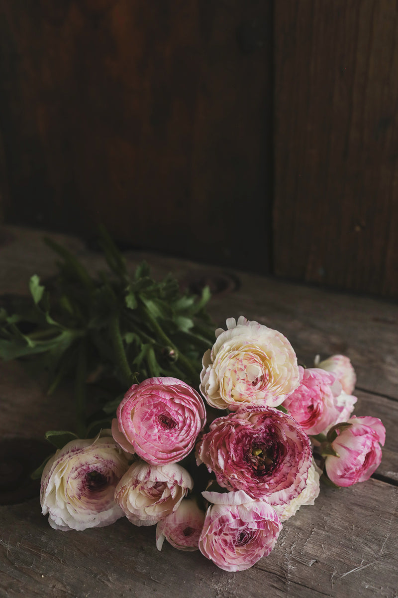 Ranunculus White Picotee - Whistling Prairie Flowers