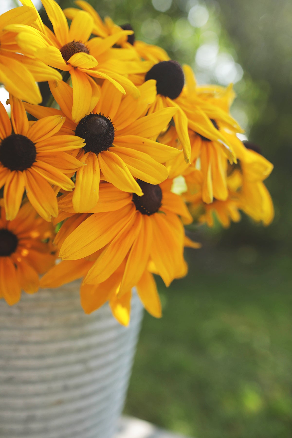 Black Eyed Susan Indian Summer | Shop Whistling Prairie Flowers Canada