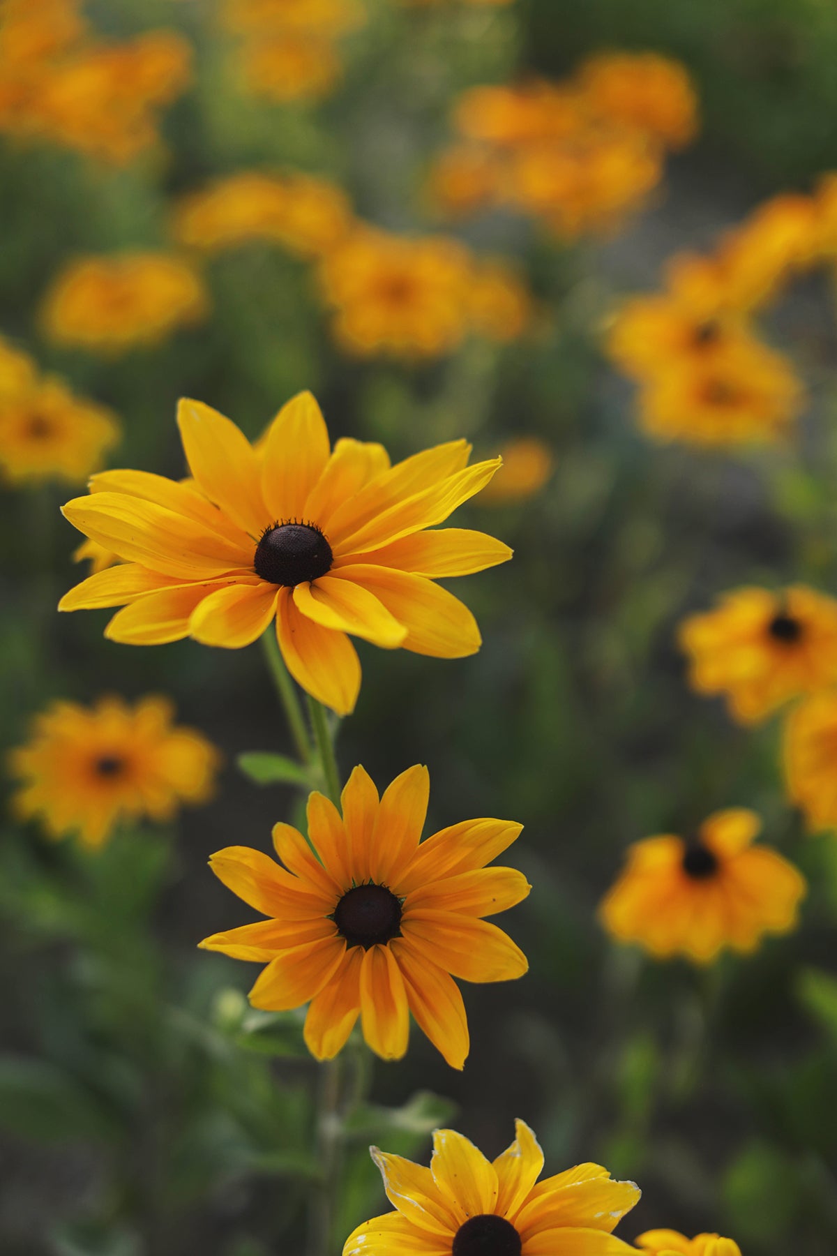 Black Eyed Susan Indian Summer | Shop Whistling Prairie Flowers Canada