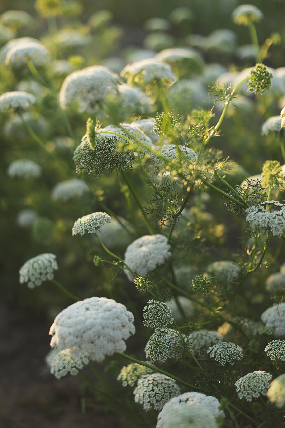 ABOUT - Whistling Prairie Flowers