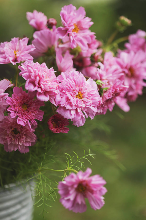Cosmos Double Click Rose Bonbon - Whistling Prairie Flowers