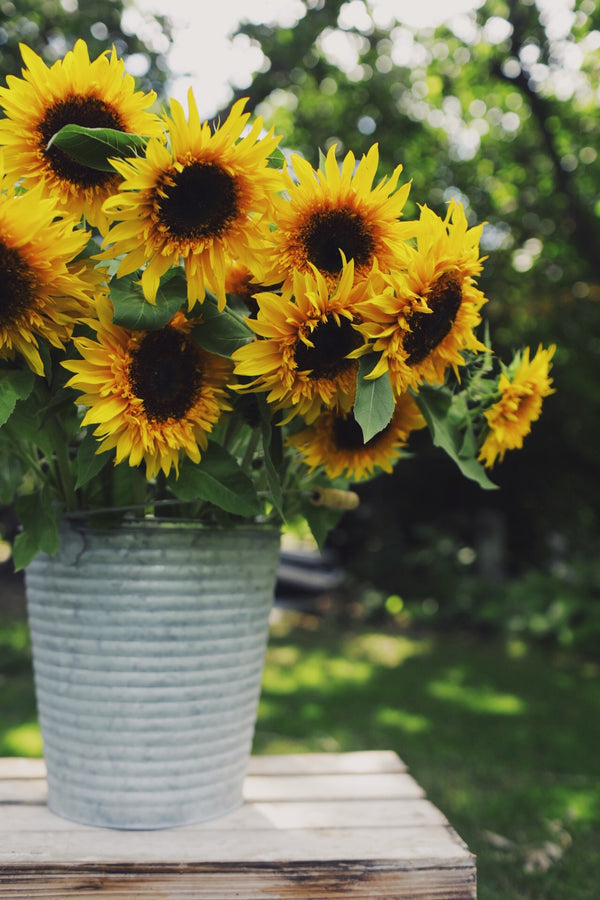 Sunflower Panache - Whistling Prairie Flowers