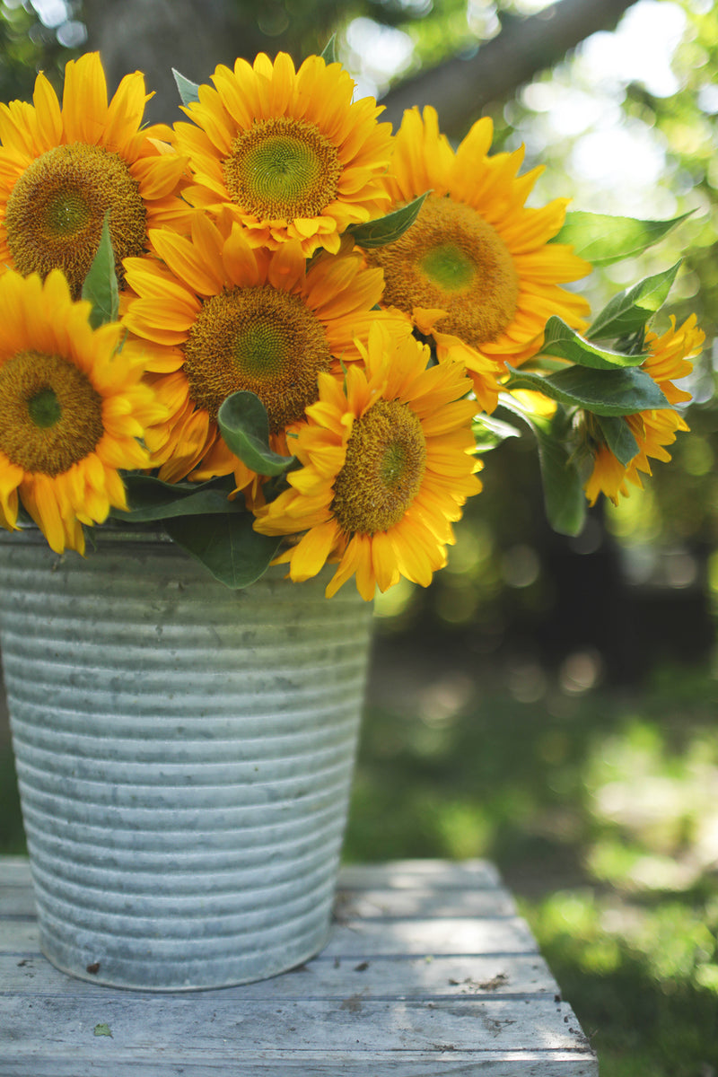 Sunflower Sunrich Gold - Whistling Prairie Flowers