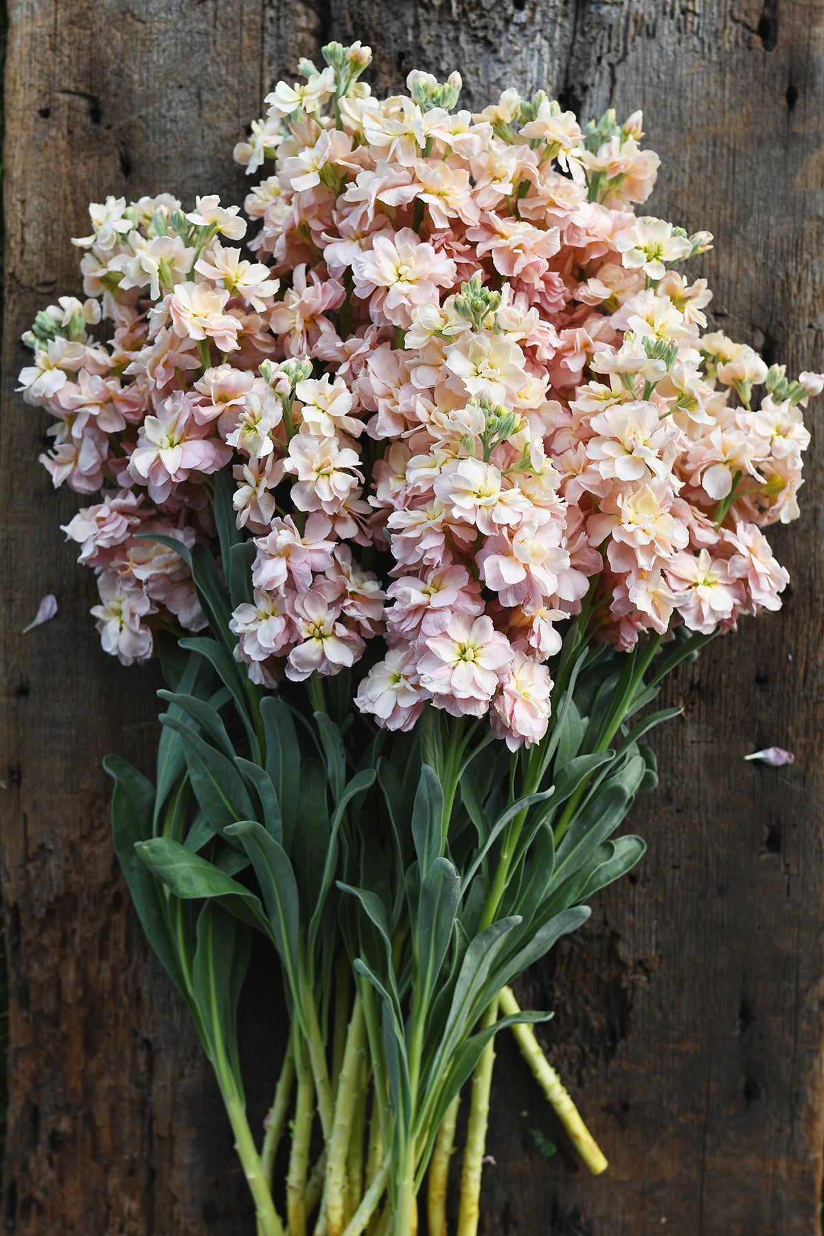 Ranunculus Ginette (Clone) - Whistling Prairie Flowers