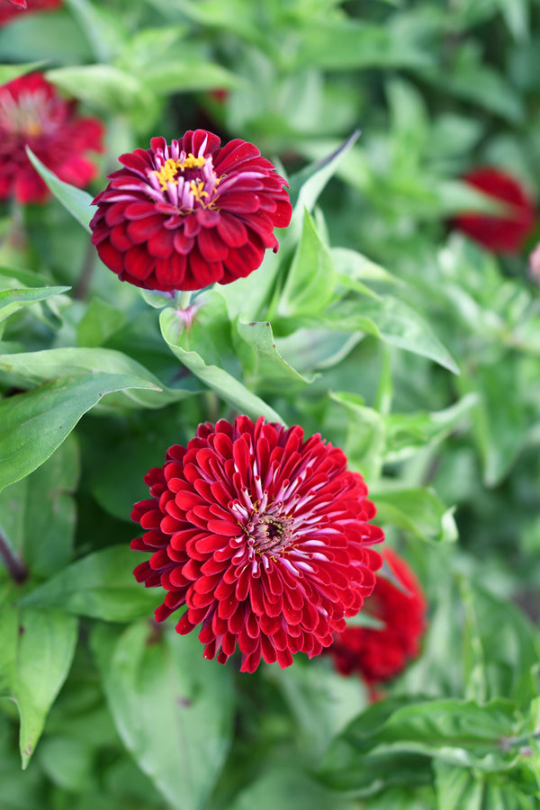 Zinnia Benary’s Giant Deep Red - Whistling Prairie Flowers