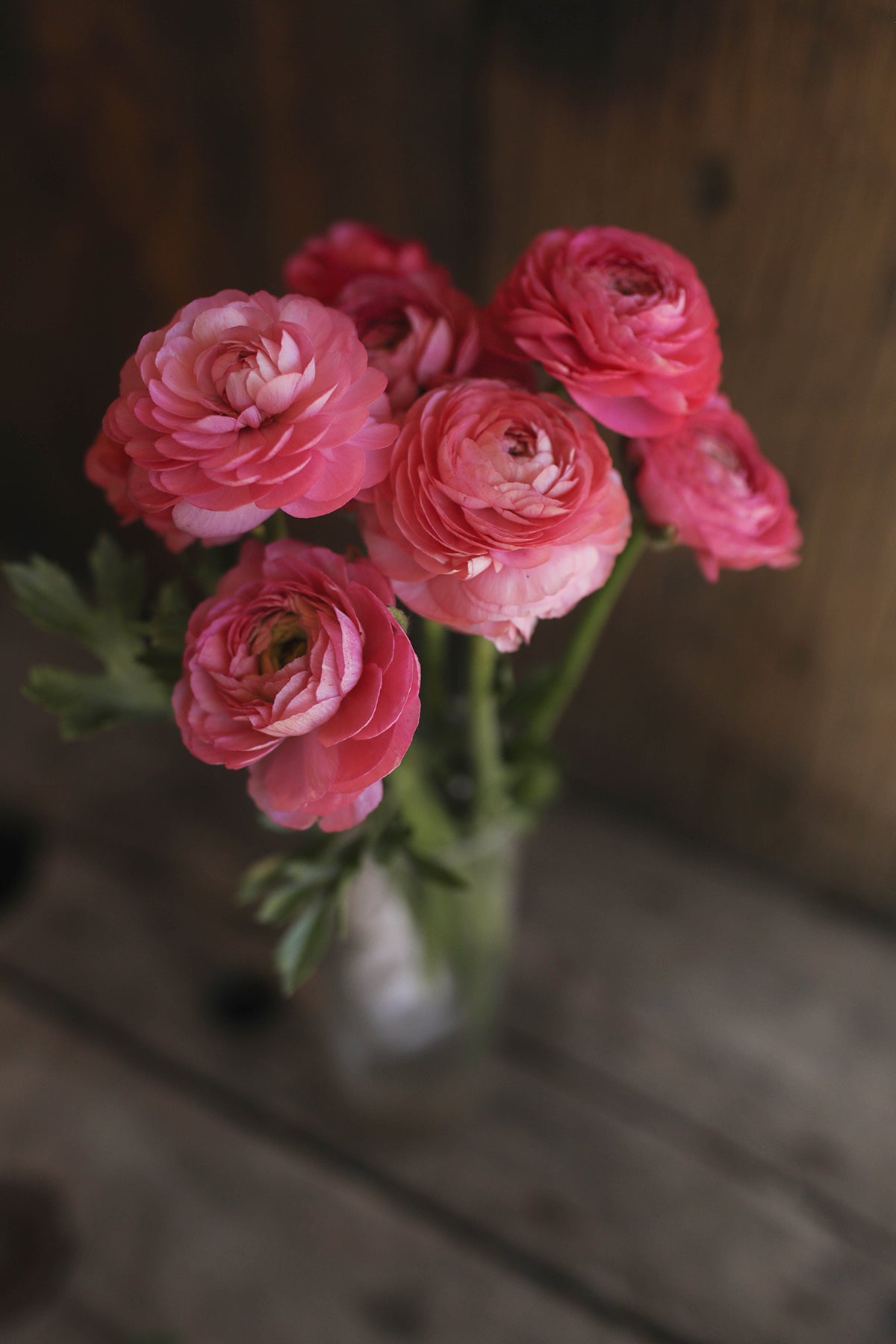 Ranunculus Rose - Whistling Prairie Flowers