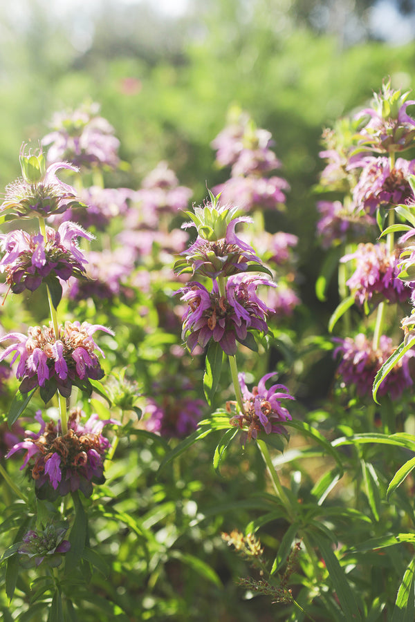 Bee Balm Lambada - Whistling Prairie Flowers