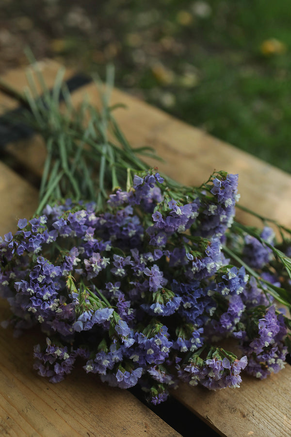 Statice Light Blue - Whistling Prairie Flowers