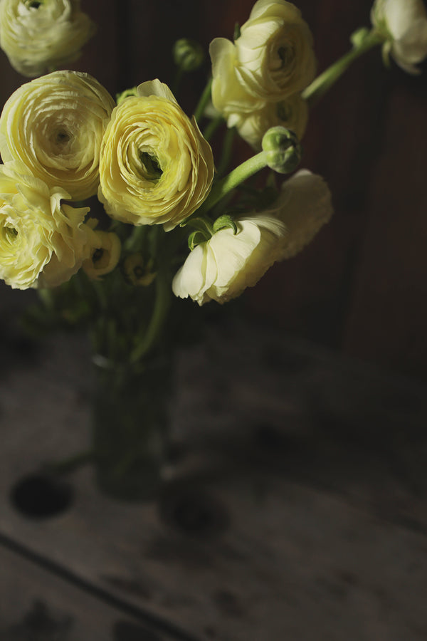 Ranunculus Cream - Whistling Prairie Flowers