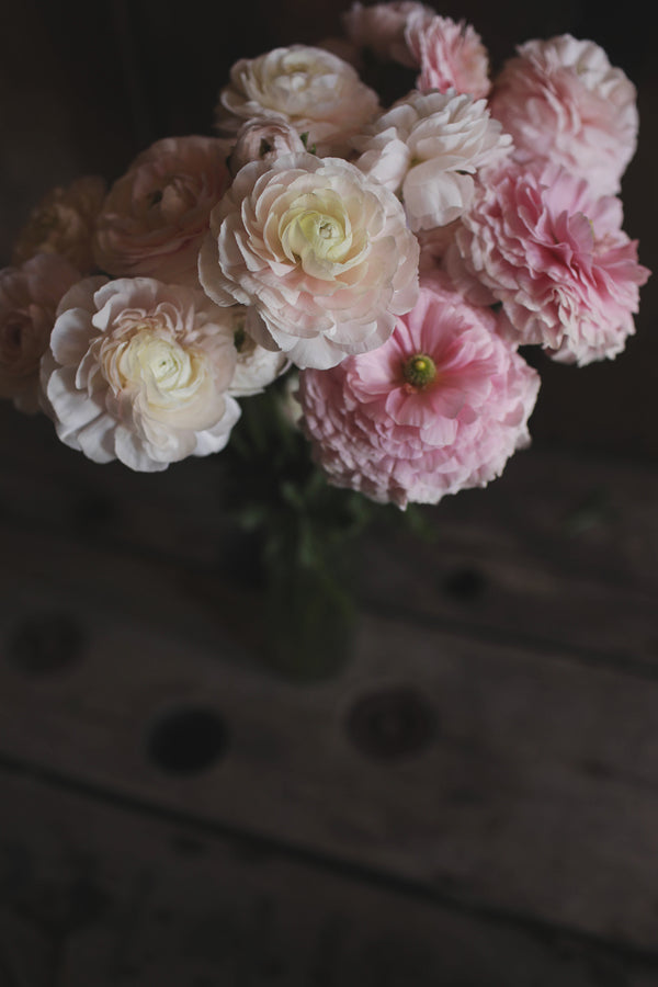 Ranunculus Chamallow - Whistling Prairie Flowers